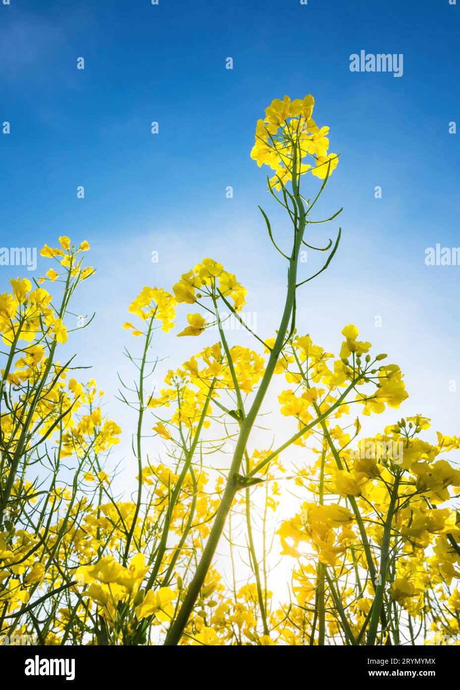 Canola plants backlit from the sun in Burgenland Stock Photo - Alamy
