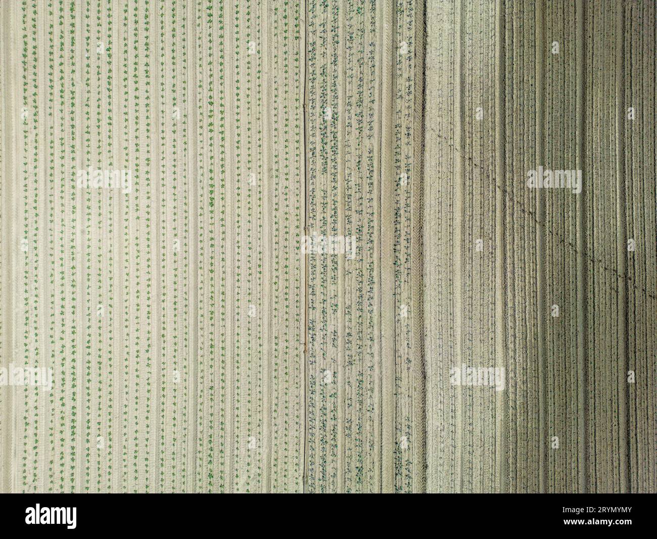 Vegetable crops hi-res stock photography and images - Alamy