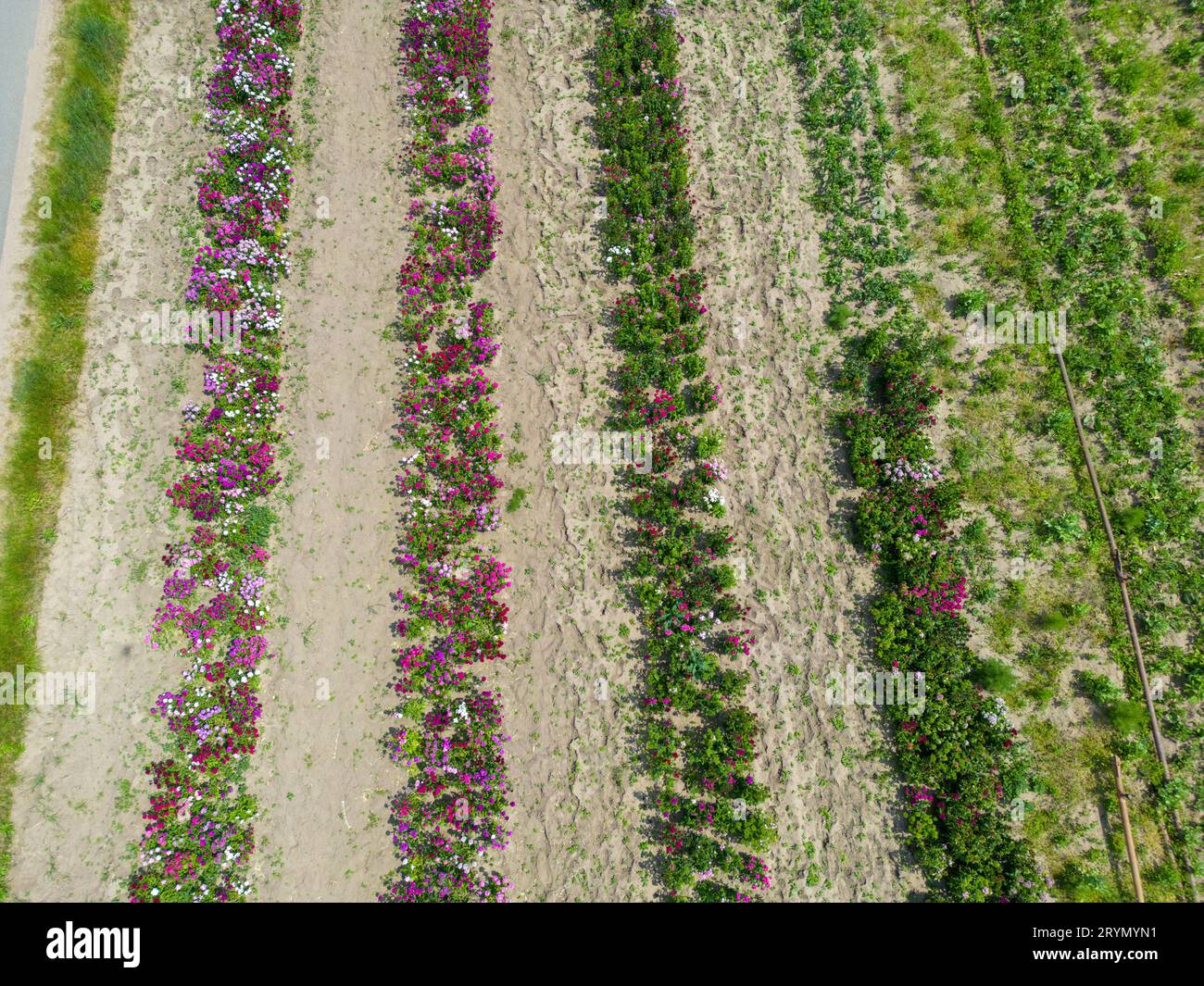Field with flowers to pick Stock Photo - Alamy