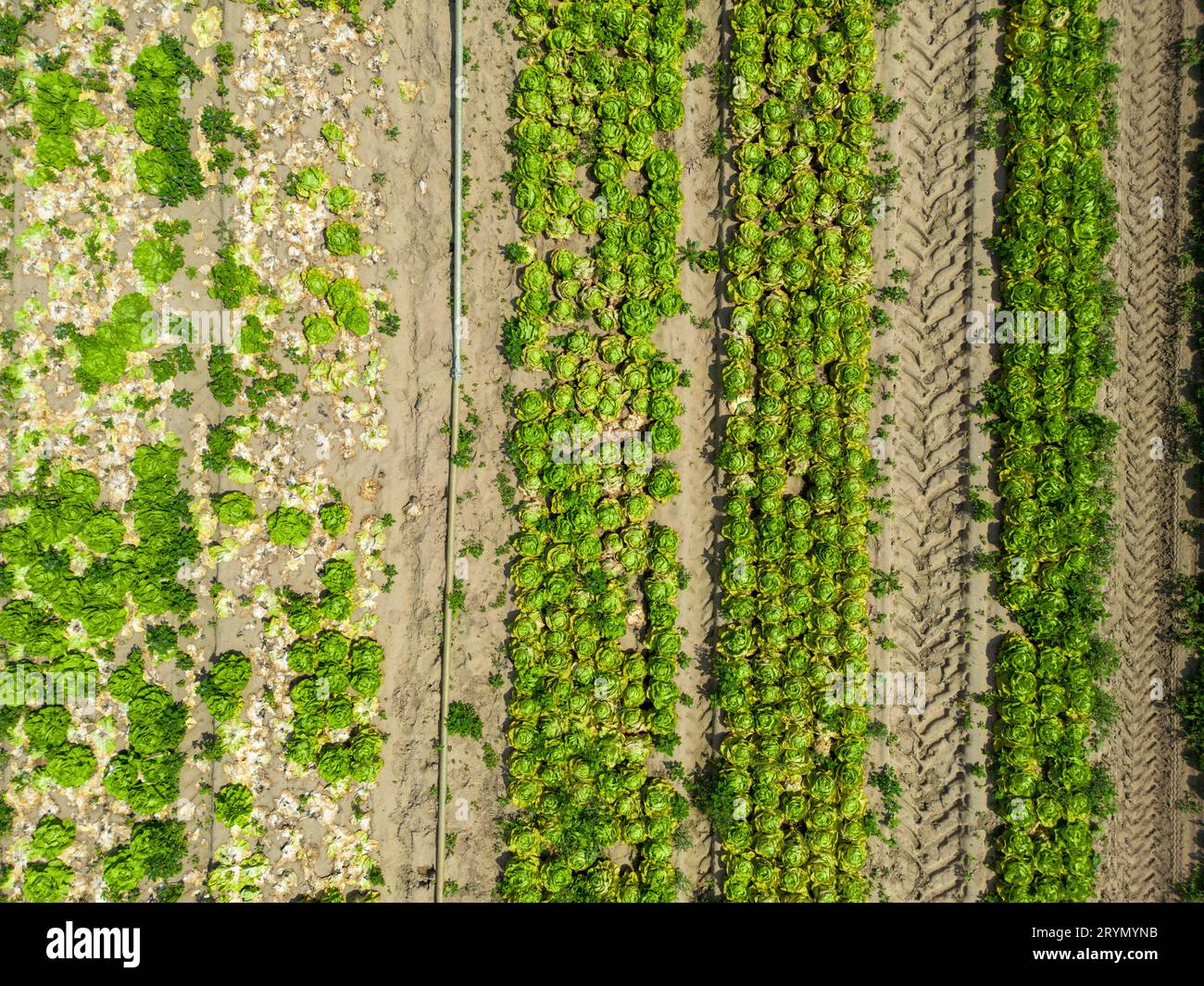 Field of lettuce hi-res stock photography and images - Alamy