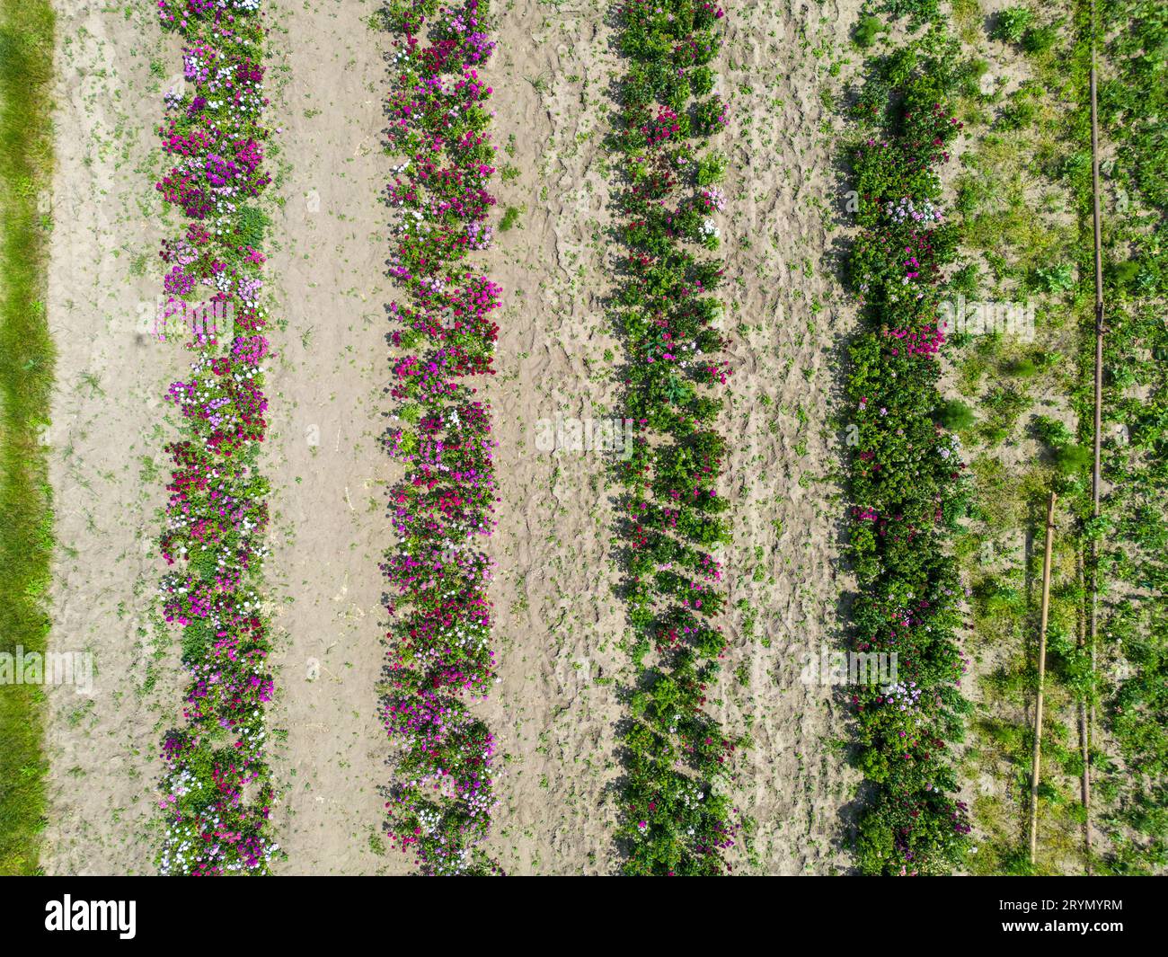 Field with flowers to pick Stock Photo - Alamy