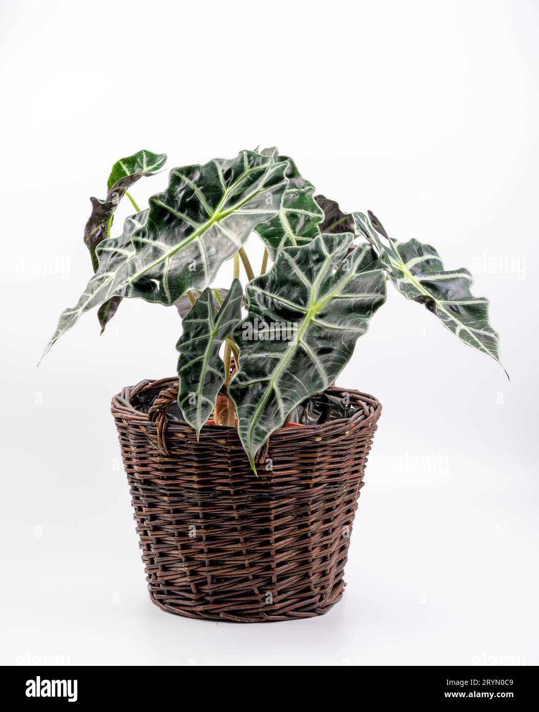 Alocasia Sanderiana isolated on white background. Green leaves of ...