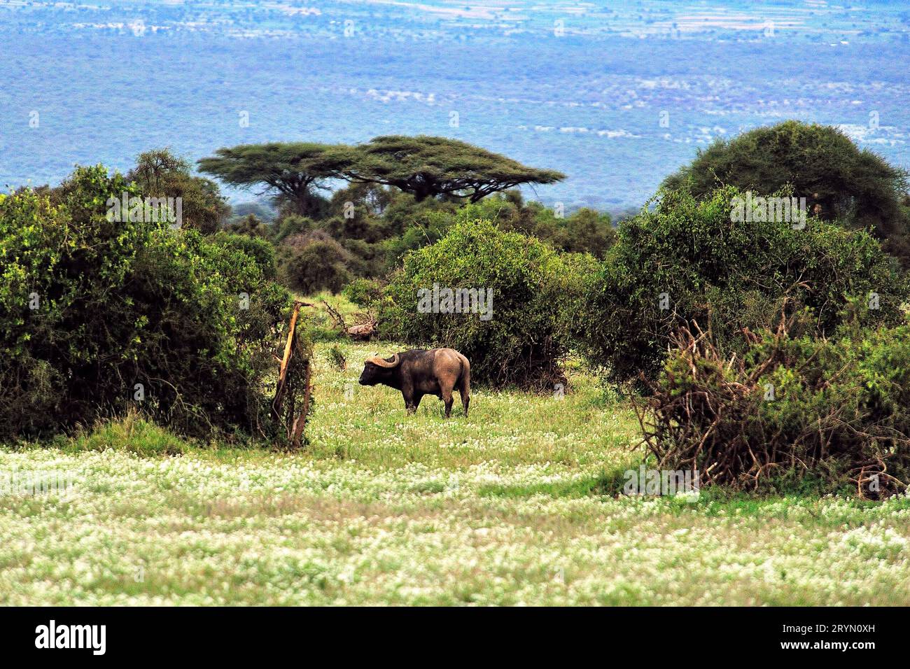 Picture big cat brown hi-res stock photography and images - Alamy