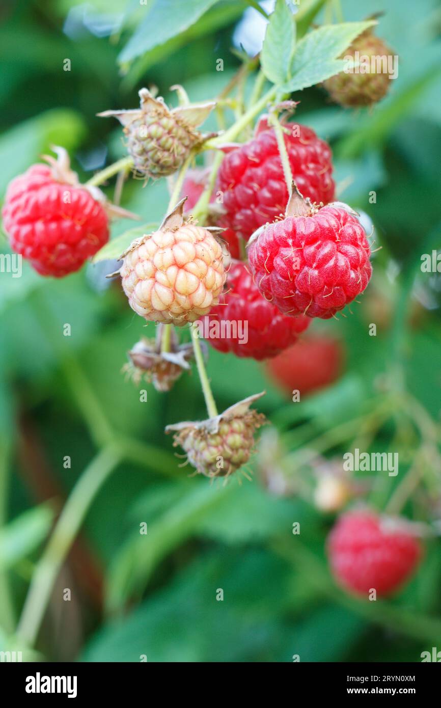 Grown in his garden hi-res stock photography and images - Alamy