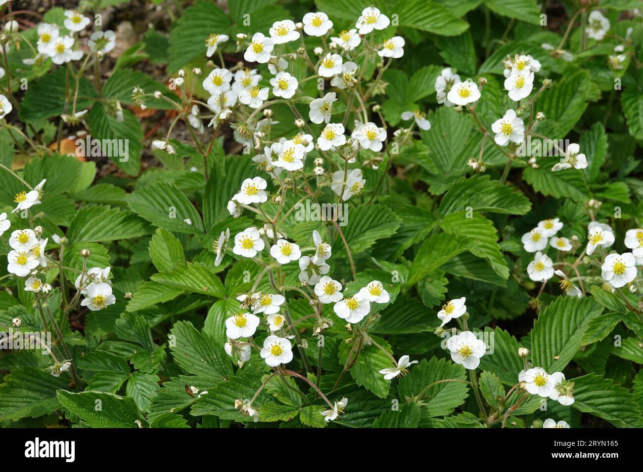 Fragaria moschata, musk strawberry Stock Photo - Alamy