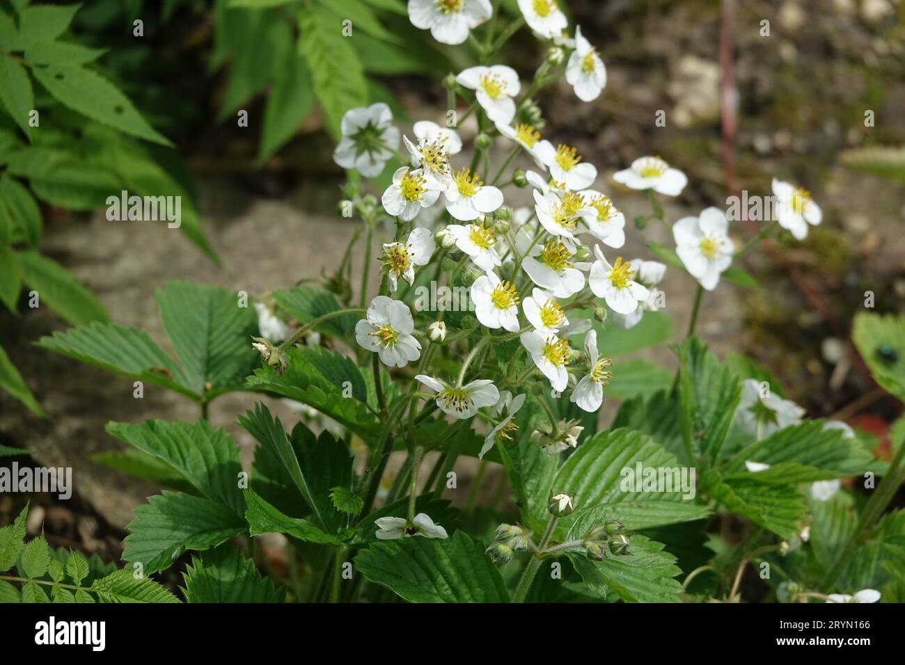 Fragaria moschata hi-res stock photography and images - Alamy