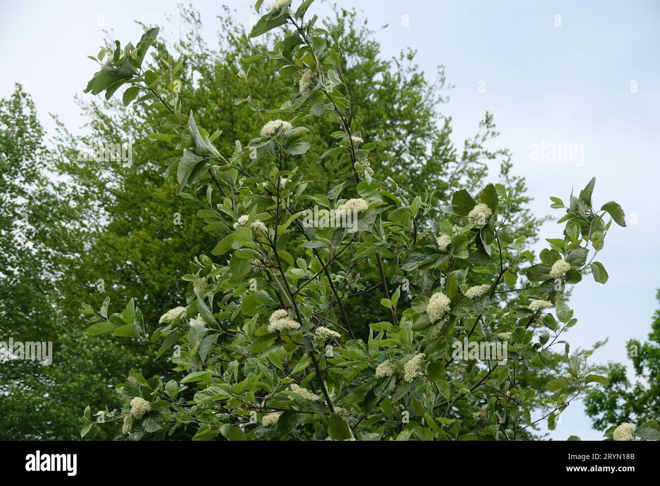 Sorbus ratisbonensis hi-res stock photography and images - Alamy