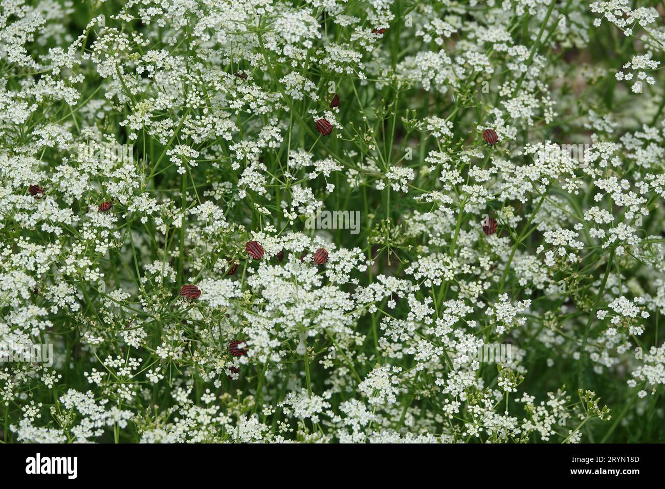 Carum carvi, caraway, mit Graphosoma lineatum, stripe bug Stock Photo ...