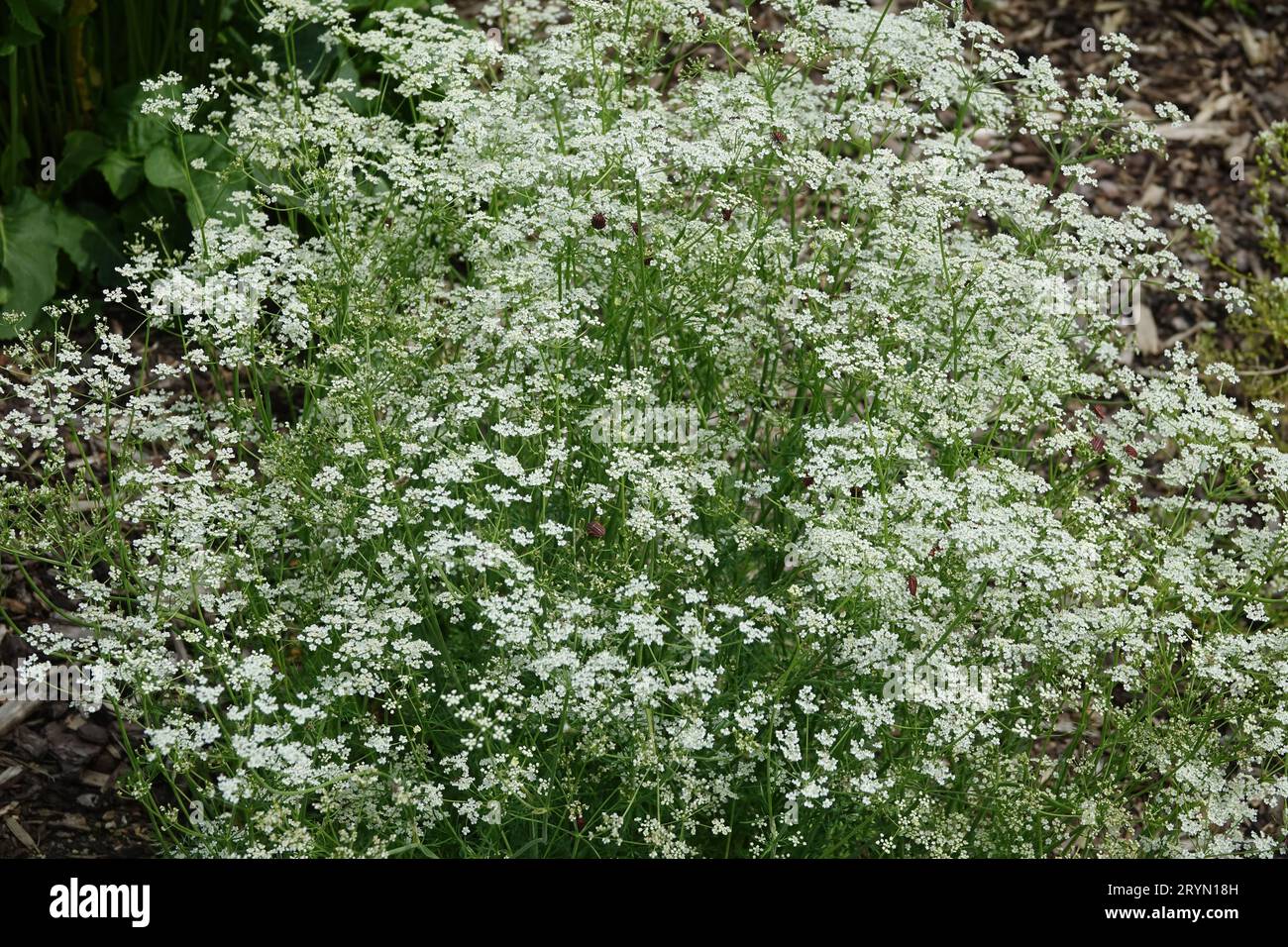 Carum carvi, caraway, mit Graphosoma lineatum, stripe bug Stock Photo ...