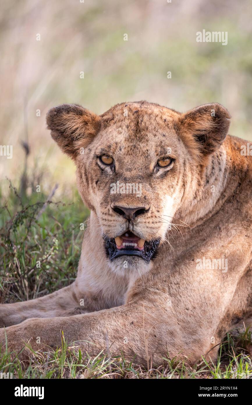 Lion in Kenya, savanna. Big lioness, lion mom on a meadow, wildlife on ...