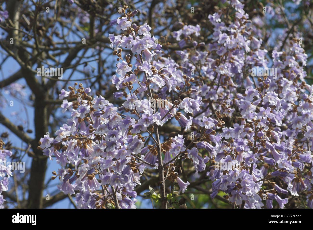 Paulownia tomentosa, empress tree Stock Photo - Alamy
