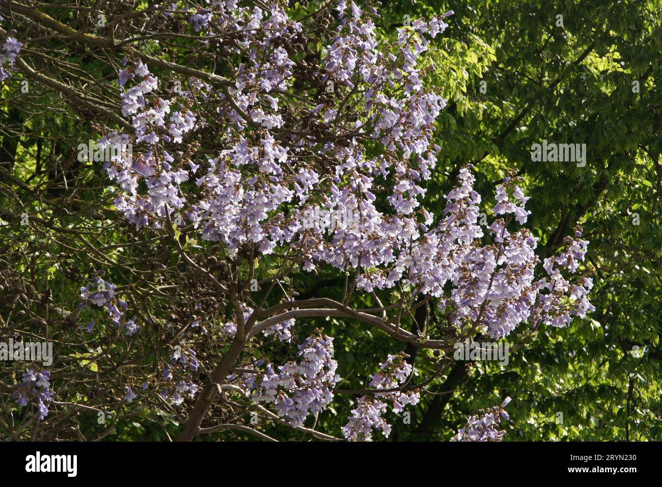 Paulownia tomentosa, empress tree Stock Photo - Alamy