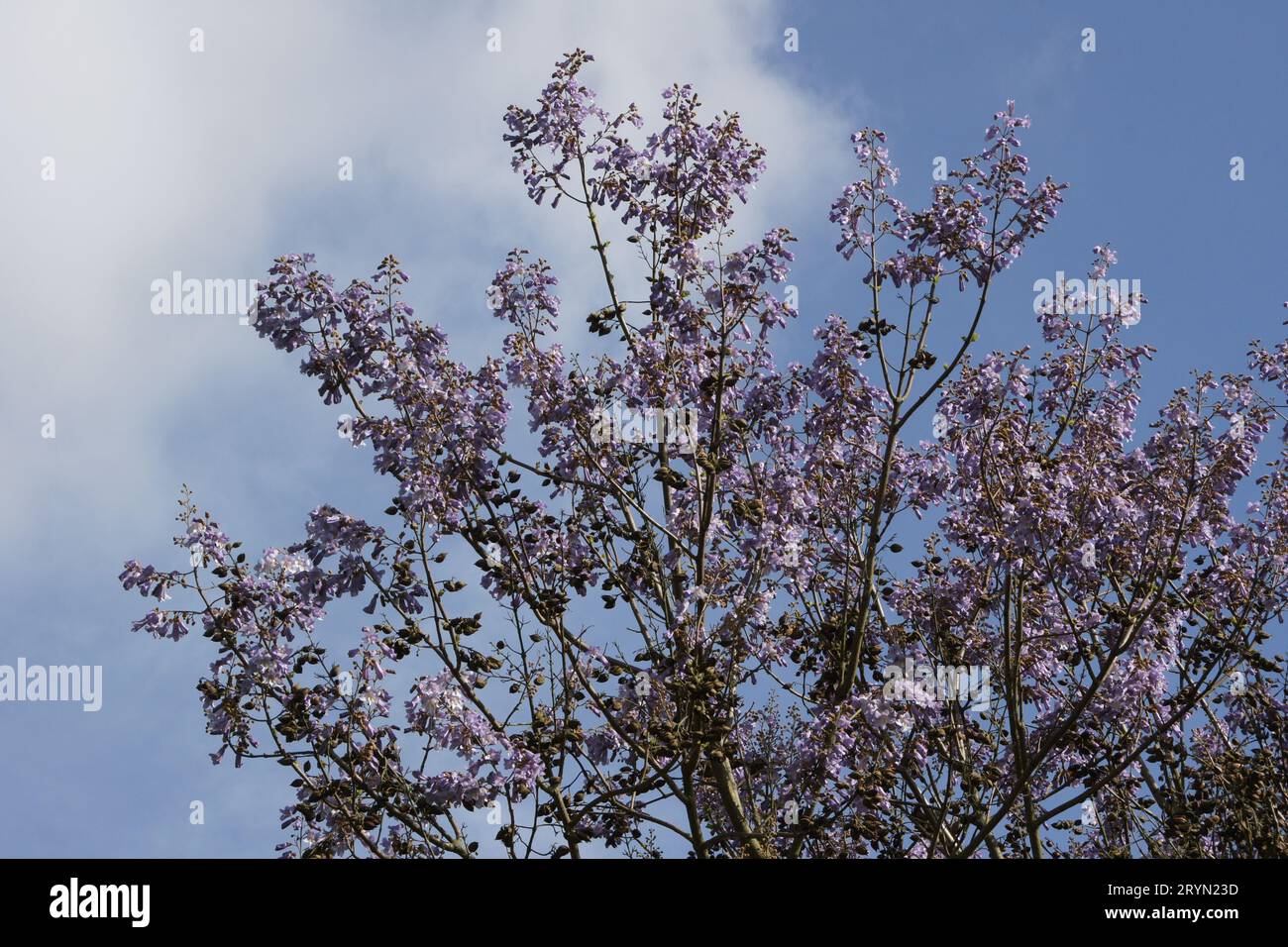 Paulownia tomentosa, empress tree Stock Photo - Alamy