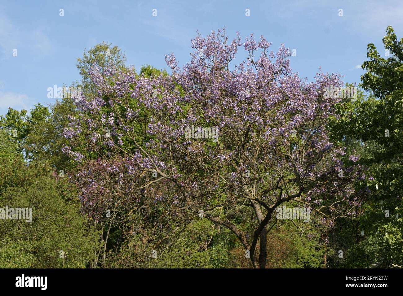 Empress tree fruit paulownia tomentosa hi-res stock photography and ...