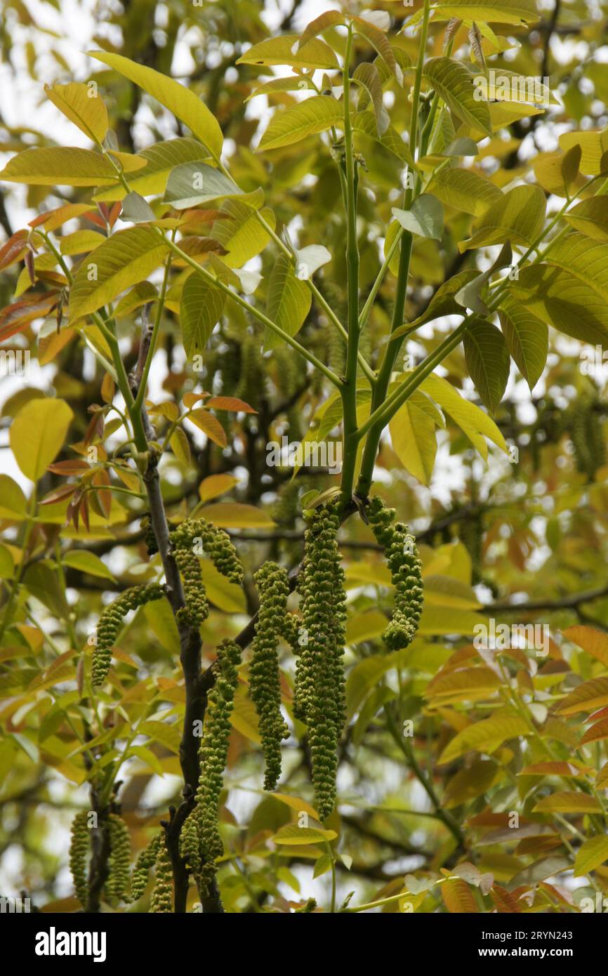 Common walnut tree leaves hi-res stock photography and images - Alamy