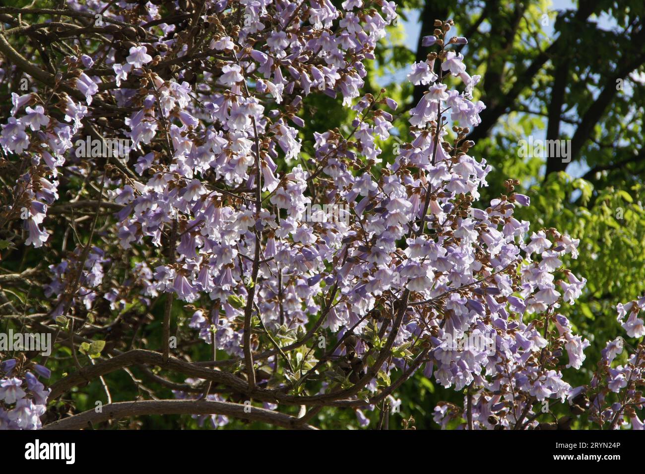 Paulownia tomentosa plant hi-res stock photography and images - Alamy