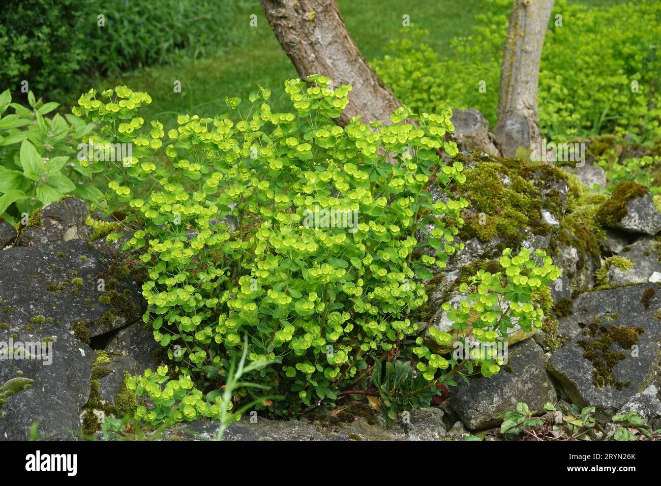 Almondleaf hi-res stock photography and images - Alamy
