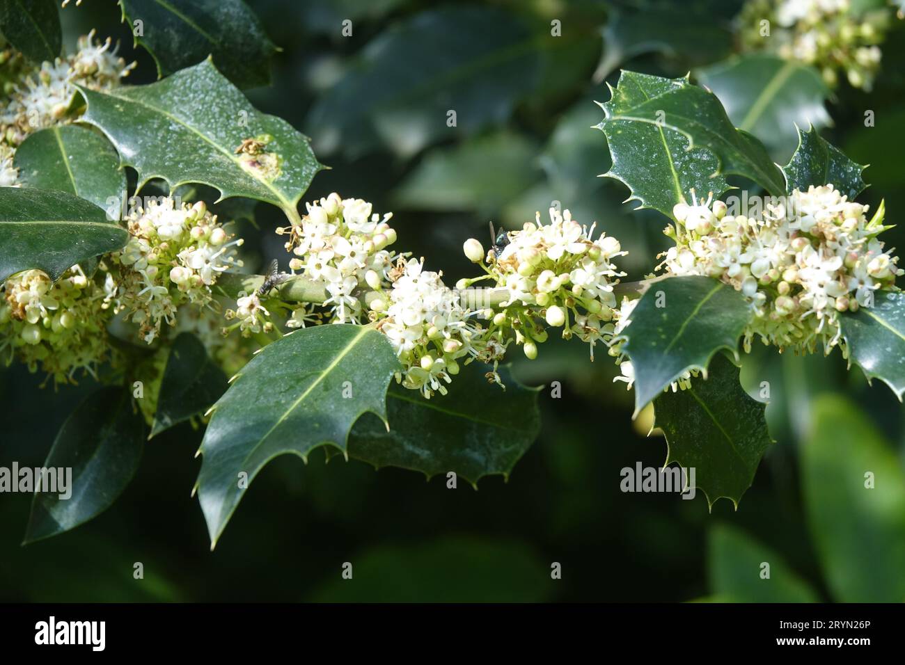 Holly shrubs hi-res stock photography and images - Alamy