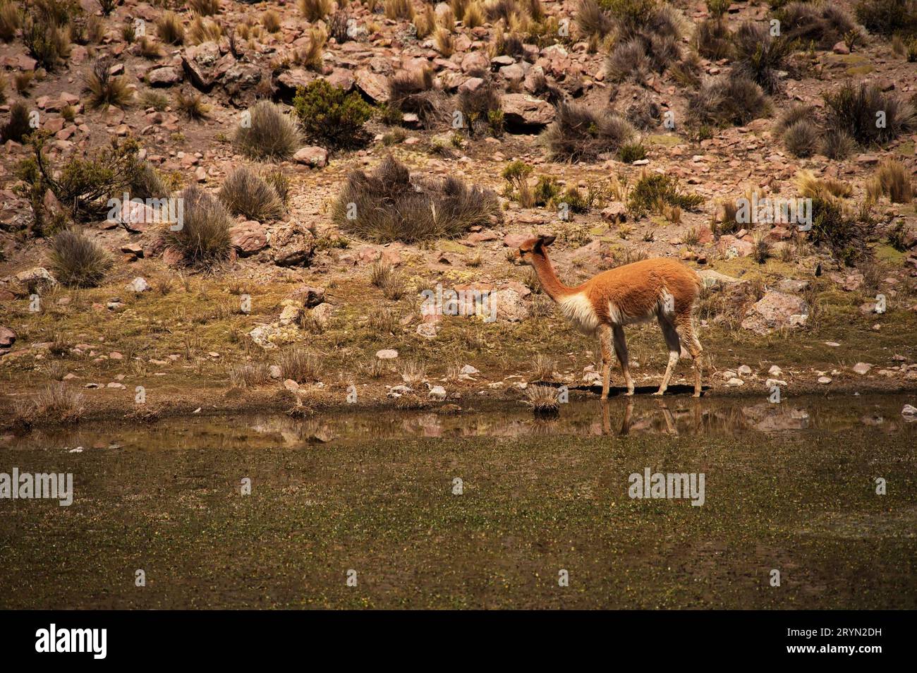 Vicuna wool peru hi-res stock photography and images - Alamy