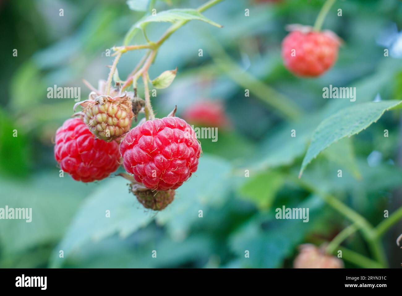Grown in his garden hi-res stock photography and images - Alamy