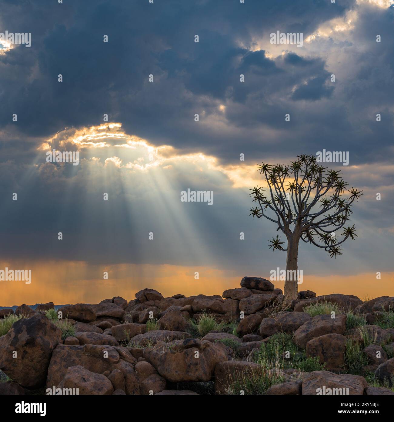Beautiful quiver tree hi-res stock photography and images - Alamy