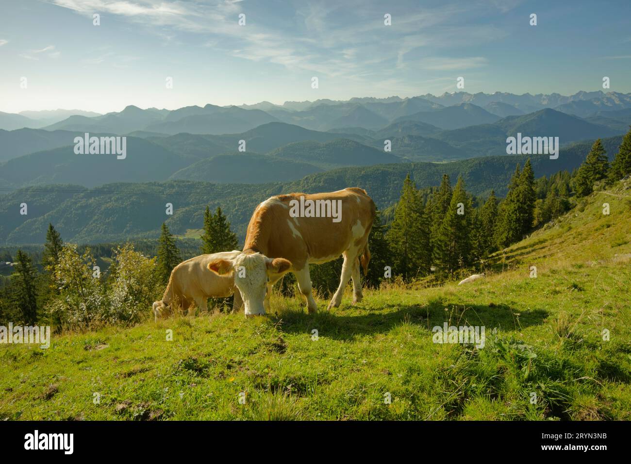 Cows on the Brauneck, Lenggries, Isar Valley, Isar, Upper Bavaria ...