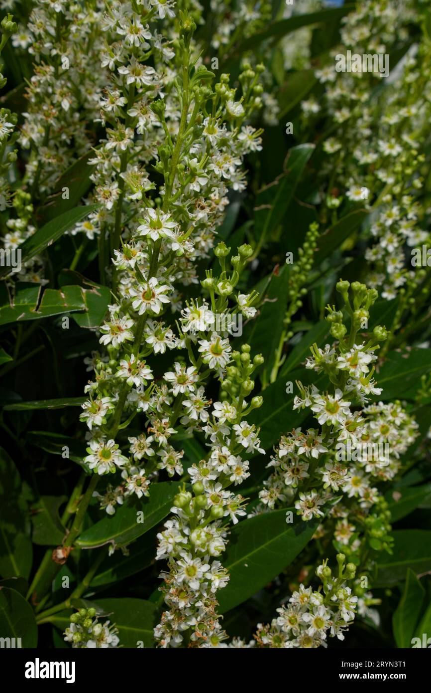 Laurel cherry (Prunus laurocerasus), Comburg, Schwaebisch Hall ...