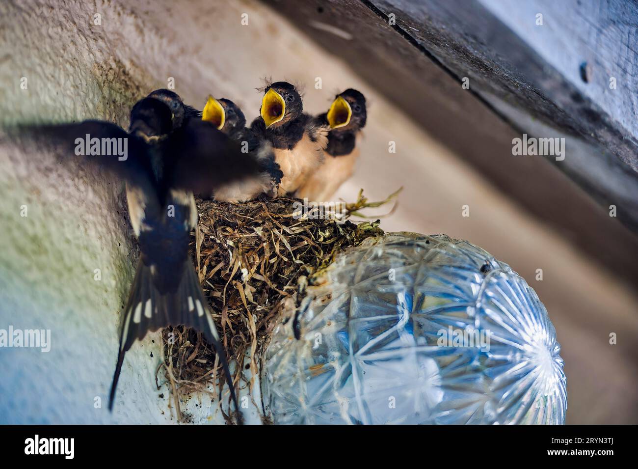 3 young swallows (Hirundinidae) in nest, mother bird feeding, Schaprode ...