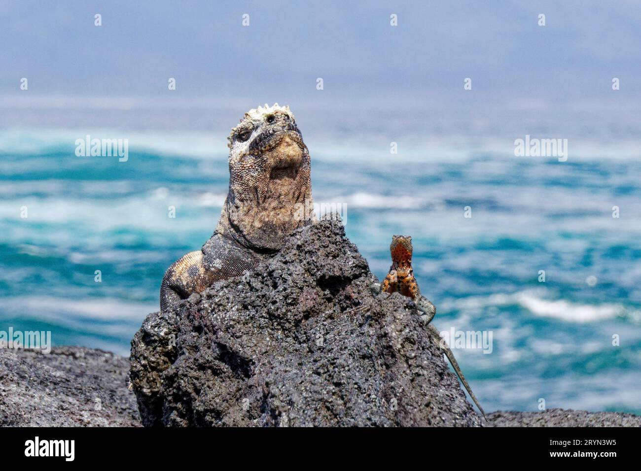 Marine iguana (Amblyrhynchus cristatus) and lava lizard (Microlophus ...
