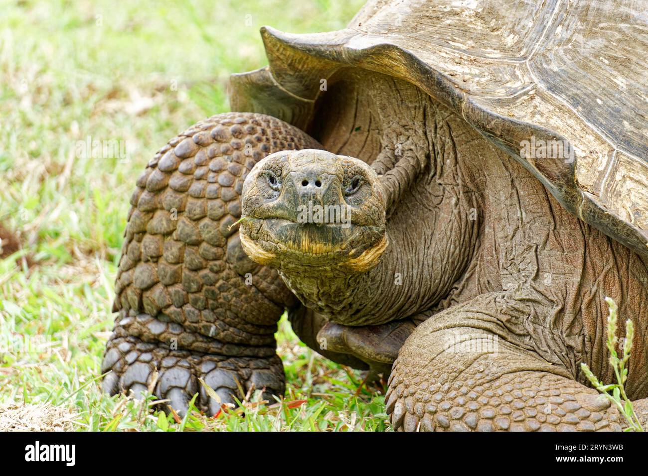 Galapagos giant tortoises (Chelonoidis niger), Puerto Ayoro, Santa Cruz ...
