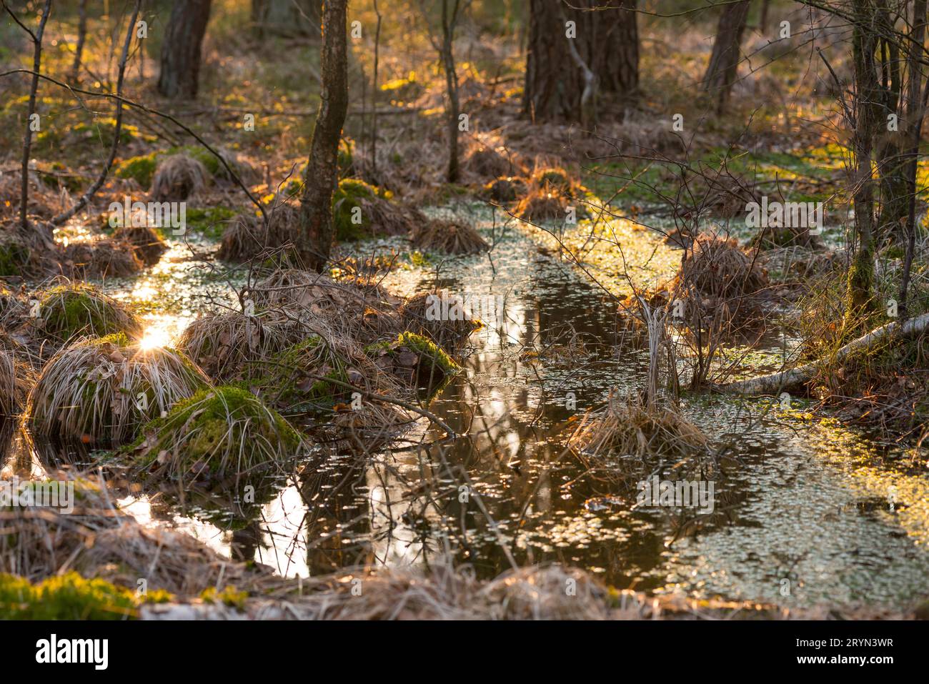 Cover of moss hi-res stock photography and images - Alamy