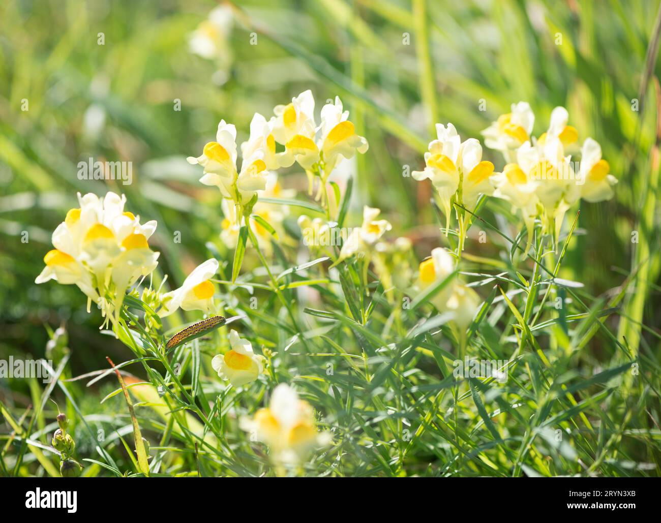 Common toadflax (Linaria vulgaris) flowers in a meadow, caterpillar of ...