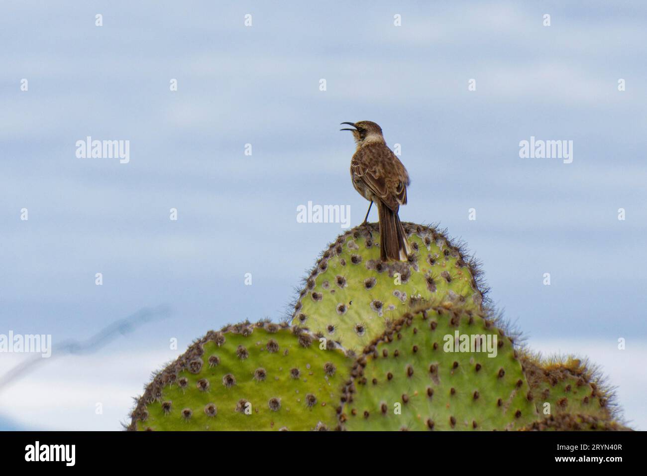 Mockingbird (Mimus parvulus) on a cactus of Rabida Island, Galapagos ...