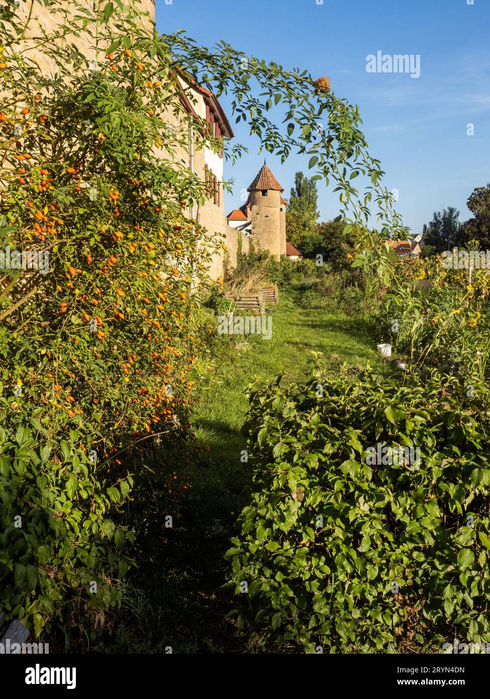 Part of the old town wall and towers, in front of it the moat gardens ...