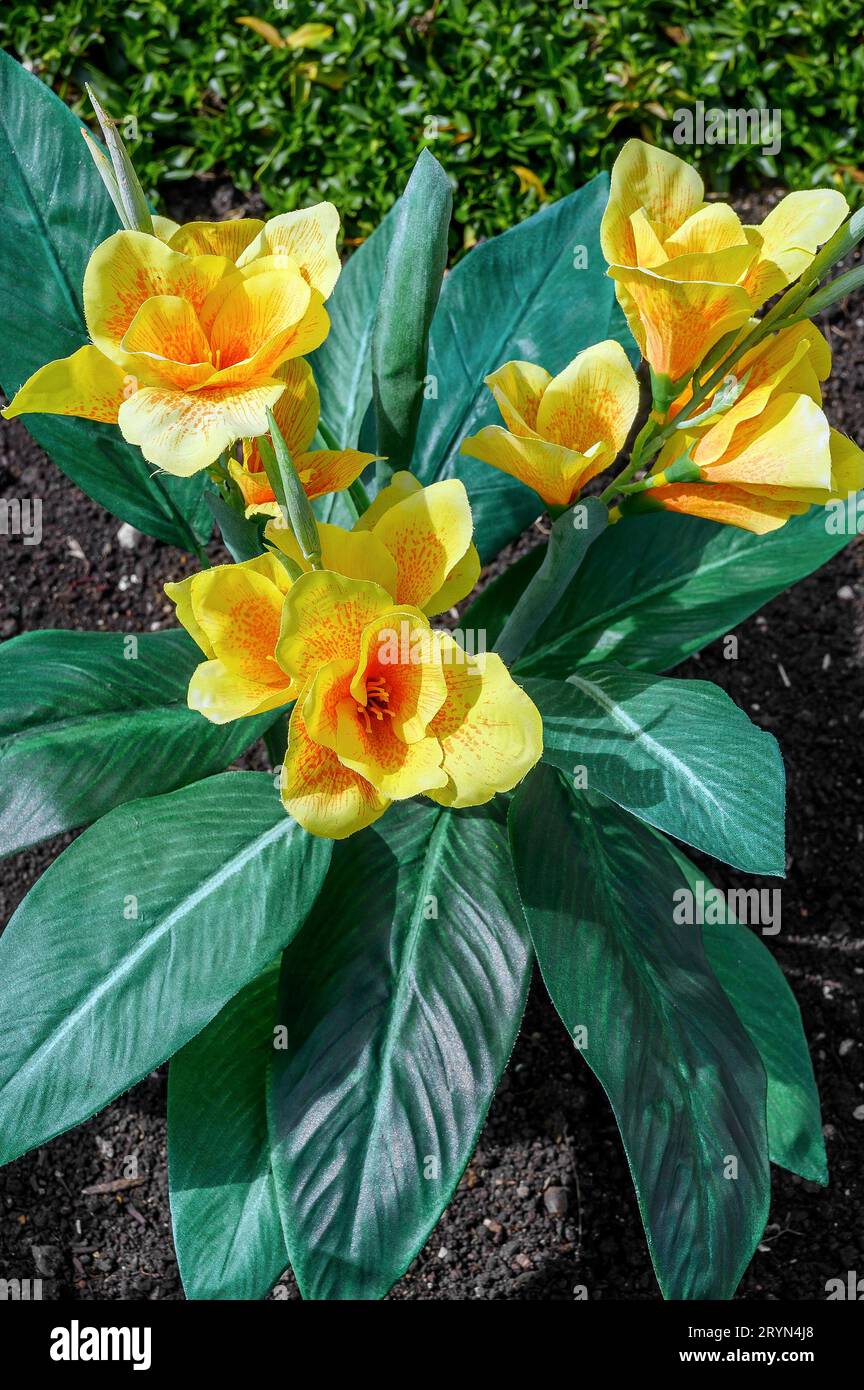 Artificial Indian flower cane (Canna indica), Bad Groenenbach, Bavaria ...