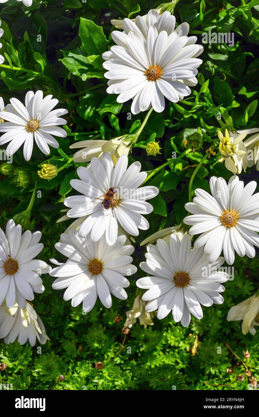Cape marguerites (Osteospermum ecklonis) (Syn.: Dimorphotheca ecklonis ...