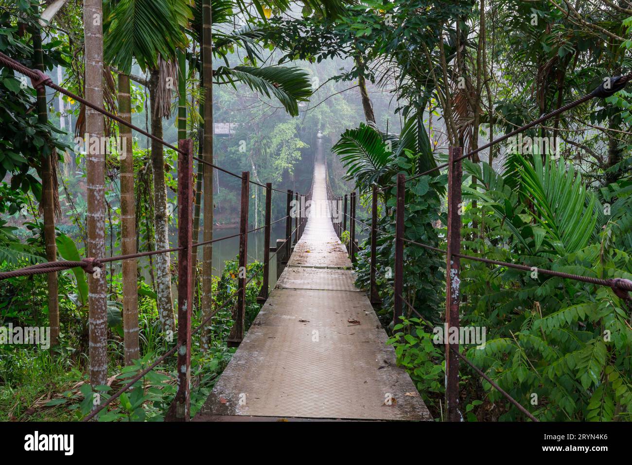 Bridge in jungle Stock Photo - Alamy