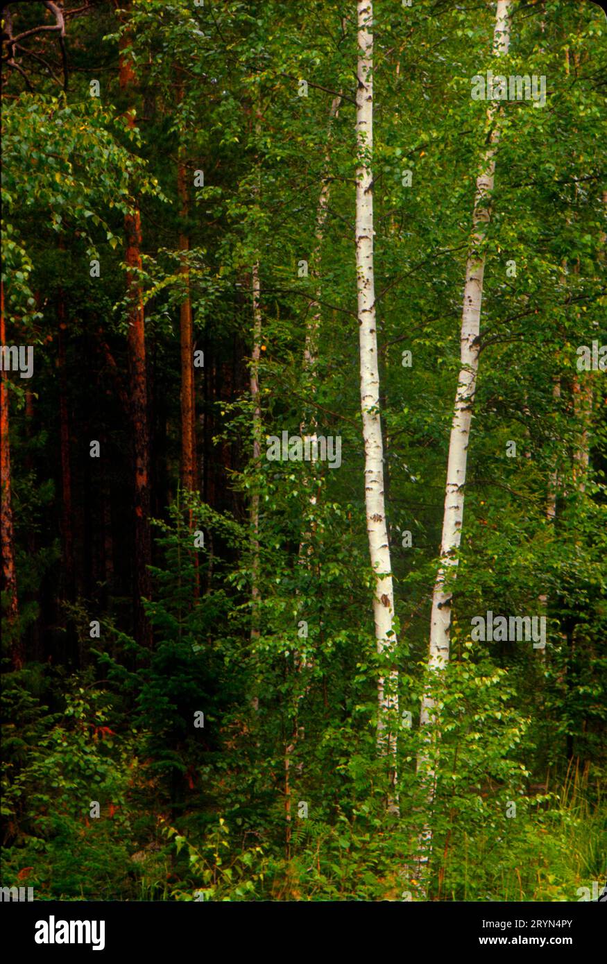 Russia: Birch trees in taiga forest in Siberia Stock Photo - Alamy