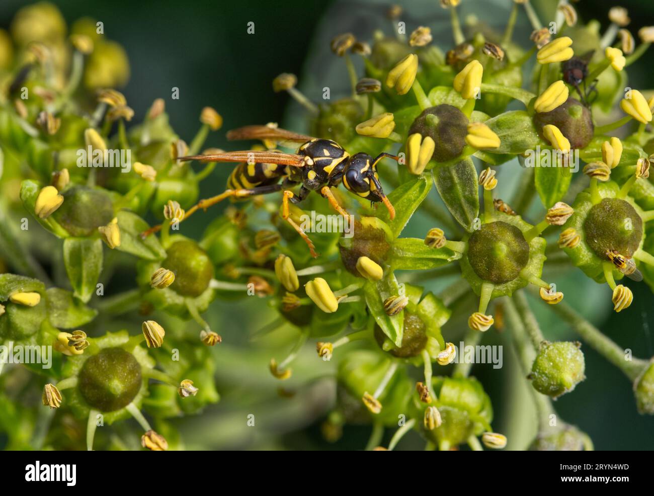 Wasp (Vespinae) on an common ivy (Hedera helix Stock Photo - Alamy