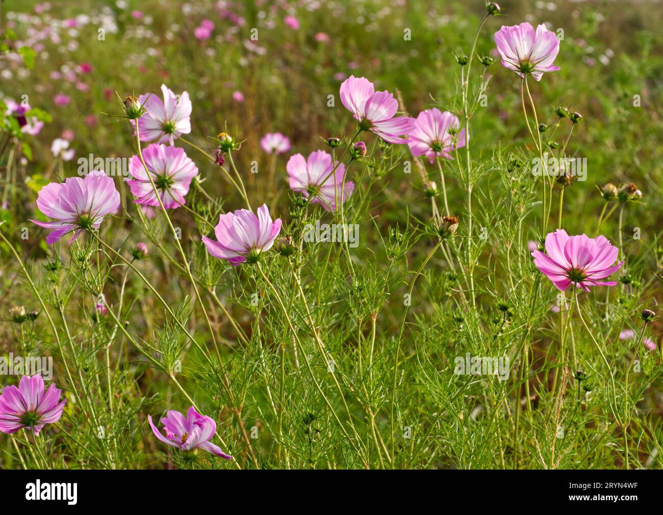 Common mallow in flower hi-res stock photography and images - Alamy