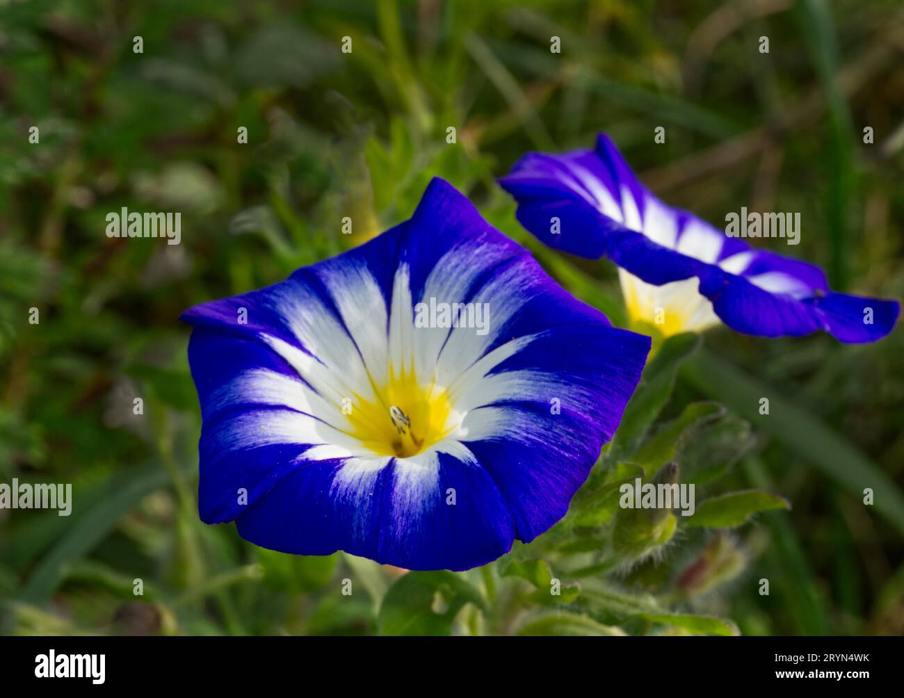 Dwarf morning glory (Convolvulus tricolor) in a flower meadow Stock ...