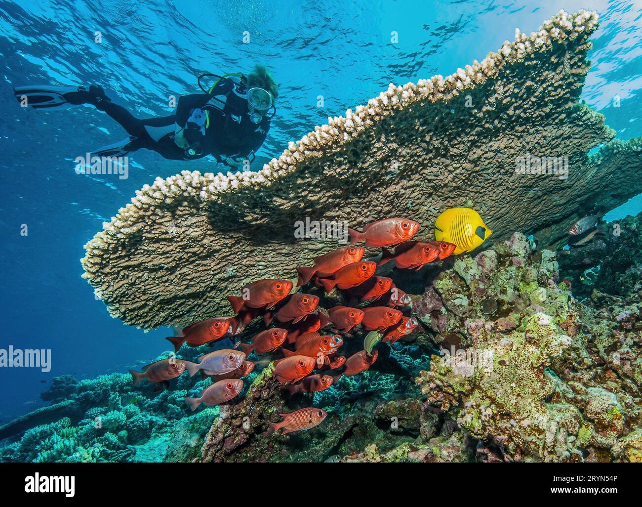 Diver looking at small shoal small group of reef bigeye common bigeye ...