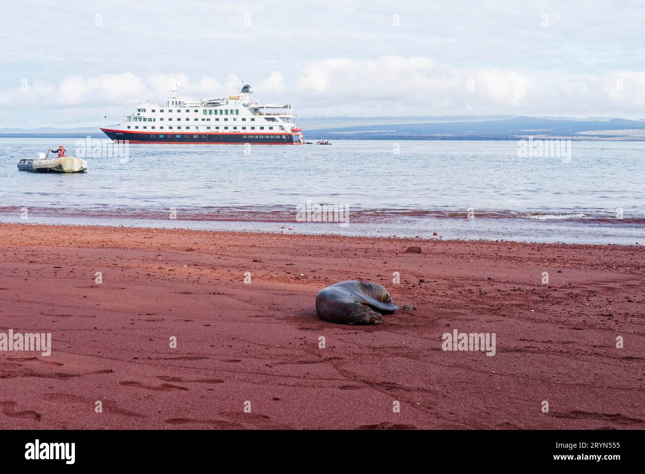 Galapagos sea lion (Zalophus wollebaeki) on the beach, Zodiac ...