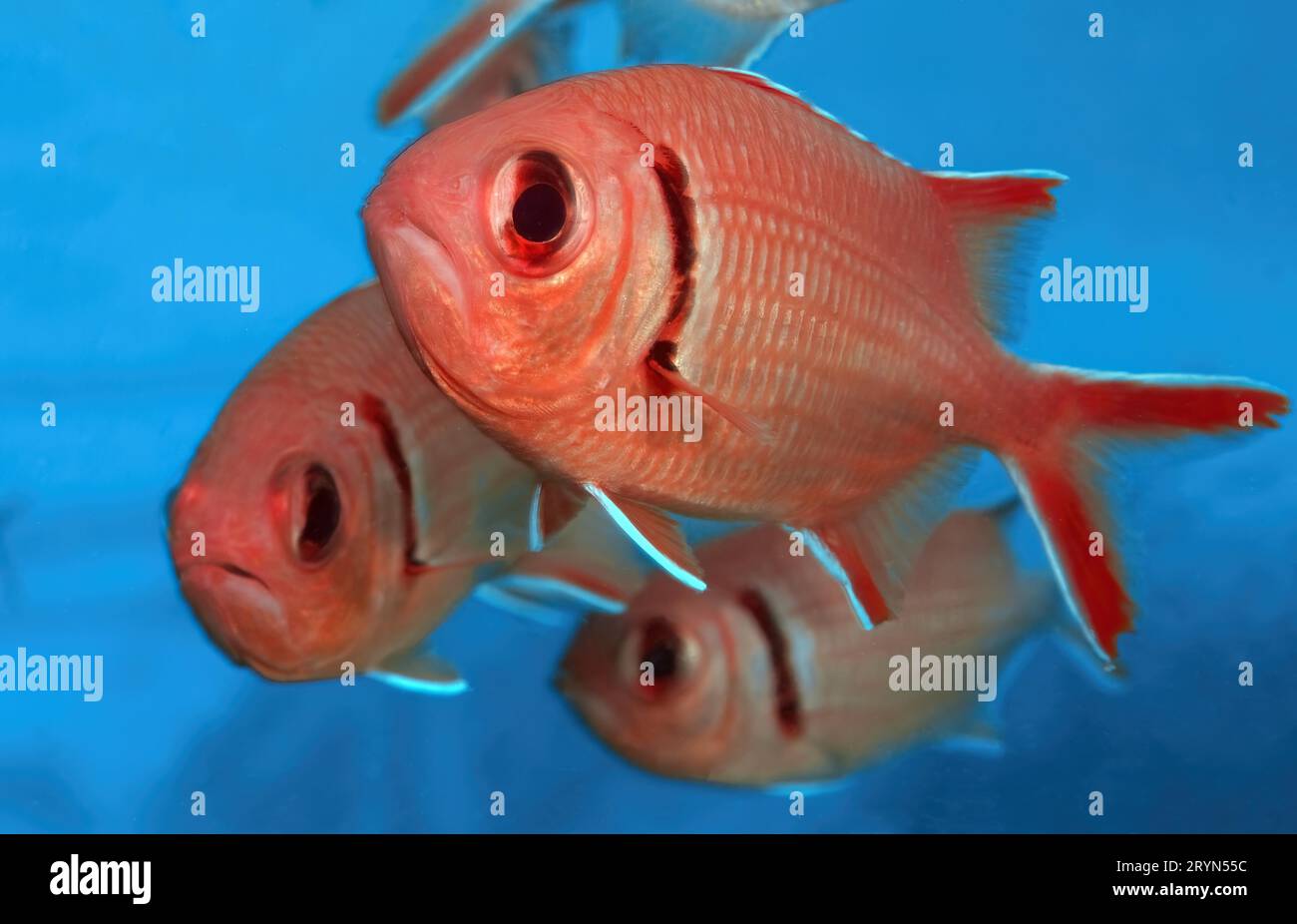 Myripristis jacobus hi-res stock photography and images - Alamy