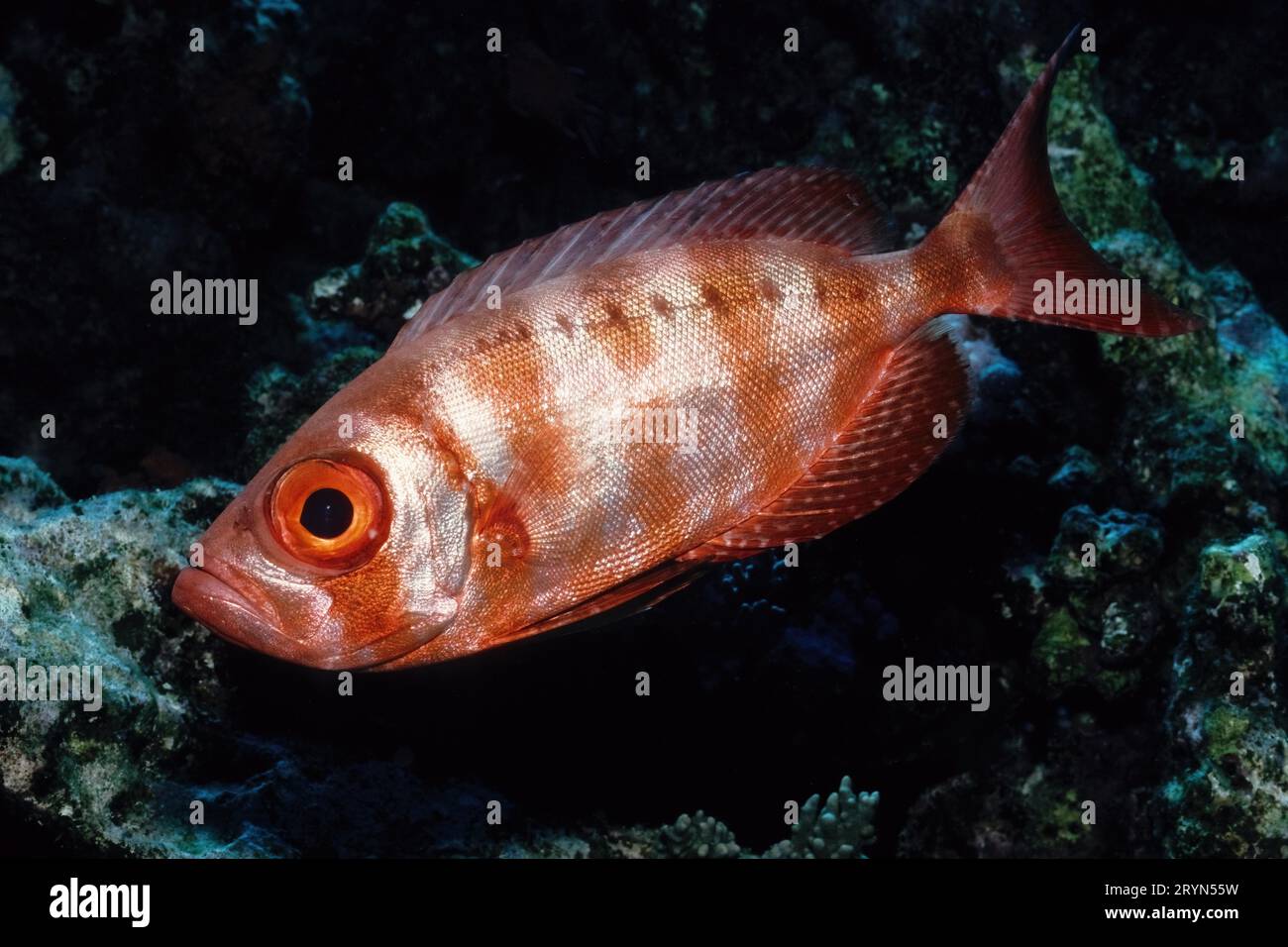 Side view of reef bigeye common bigeye (Priacanthus hamrur) soldierfish ...