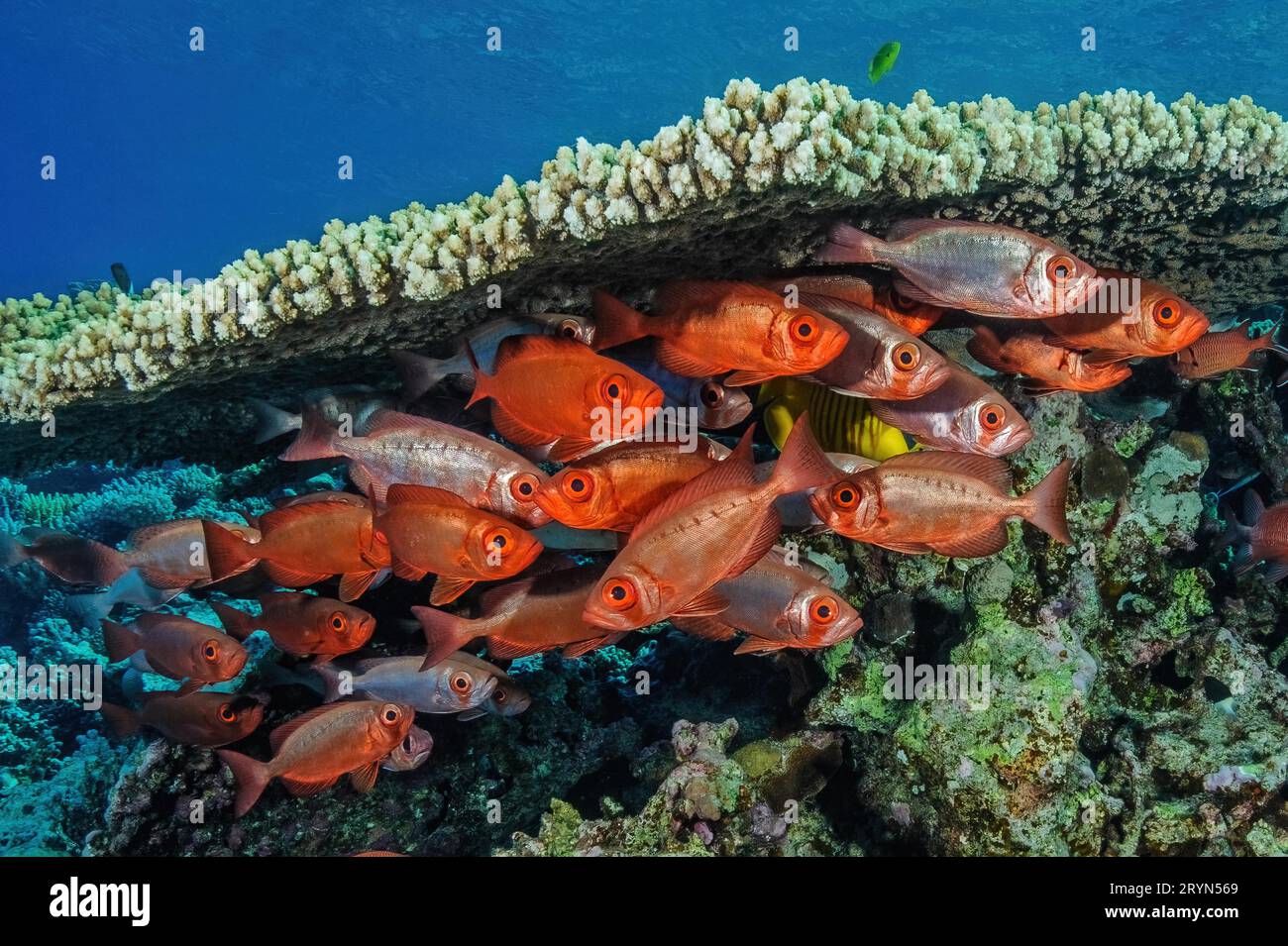Small schooling small group of reef bigeye common bigeye (Priacanthus ...