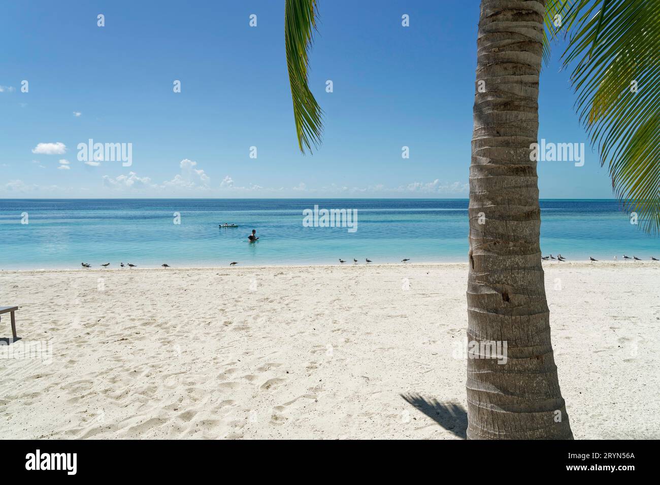 Beach on the private island of Coco Cay aka Little Stirrup Cay, Bahamas ...