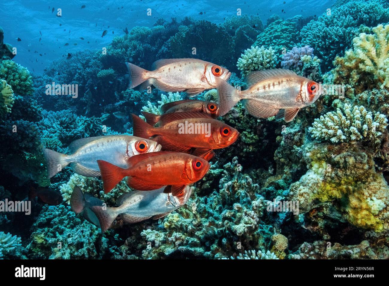 Small schooling small group of reef bigeye common bigeye (Priacanthus ...