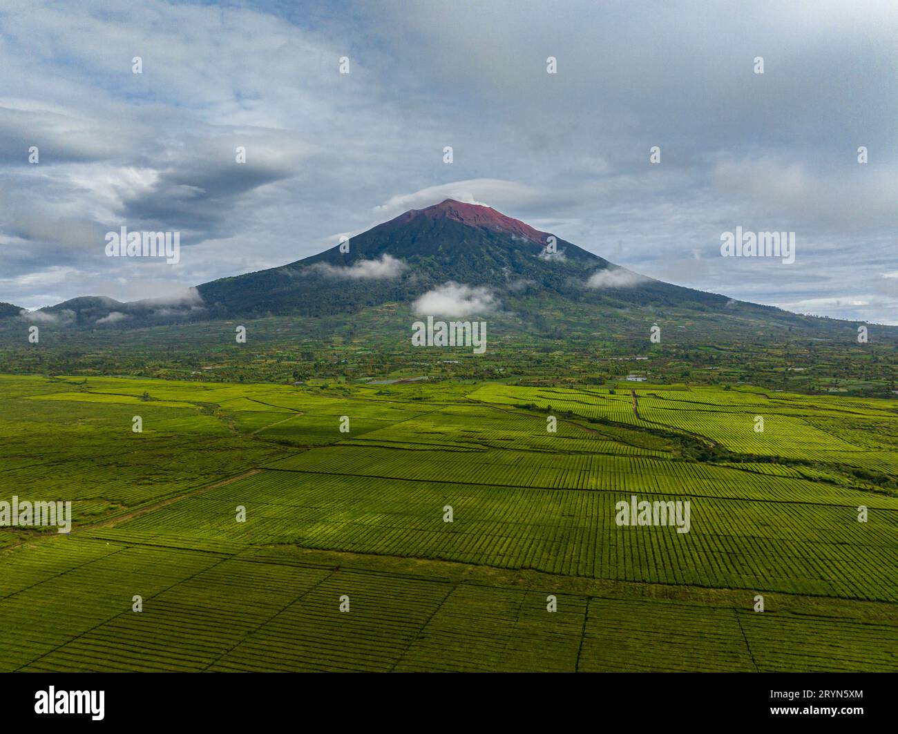 Aerial view of tea plantations at the foot of the Kerinci volcano. Tea ...