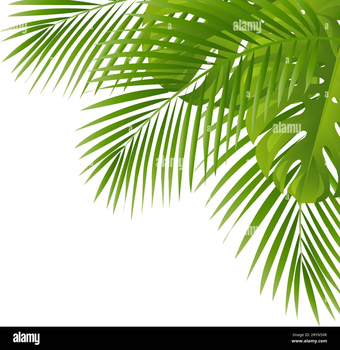 Palmera palm tree Stock Vector Images - Alamy